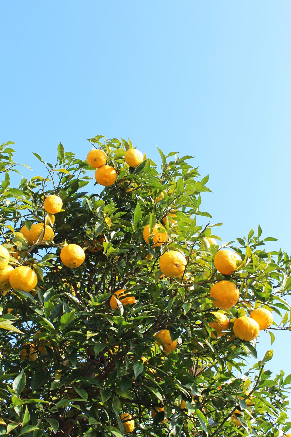 OU Israel - Yuzu - Japanese lemon - OU Israel